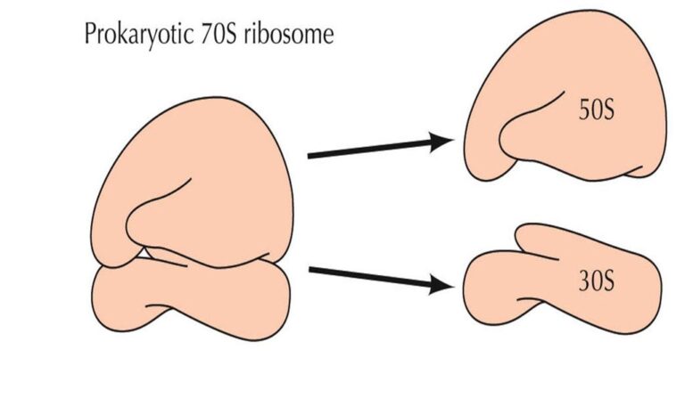 Prokaryotic Ribosomes - Definition, Subunits, Function - Biology Notes ...