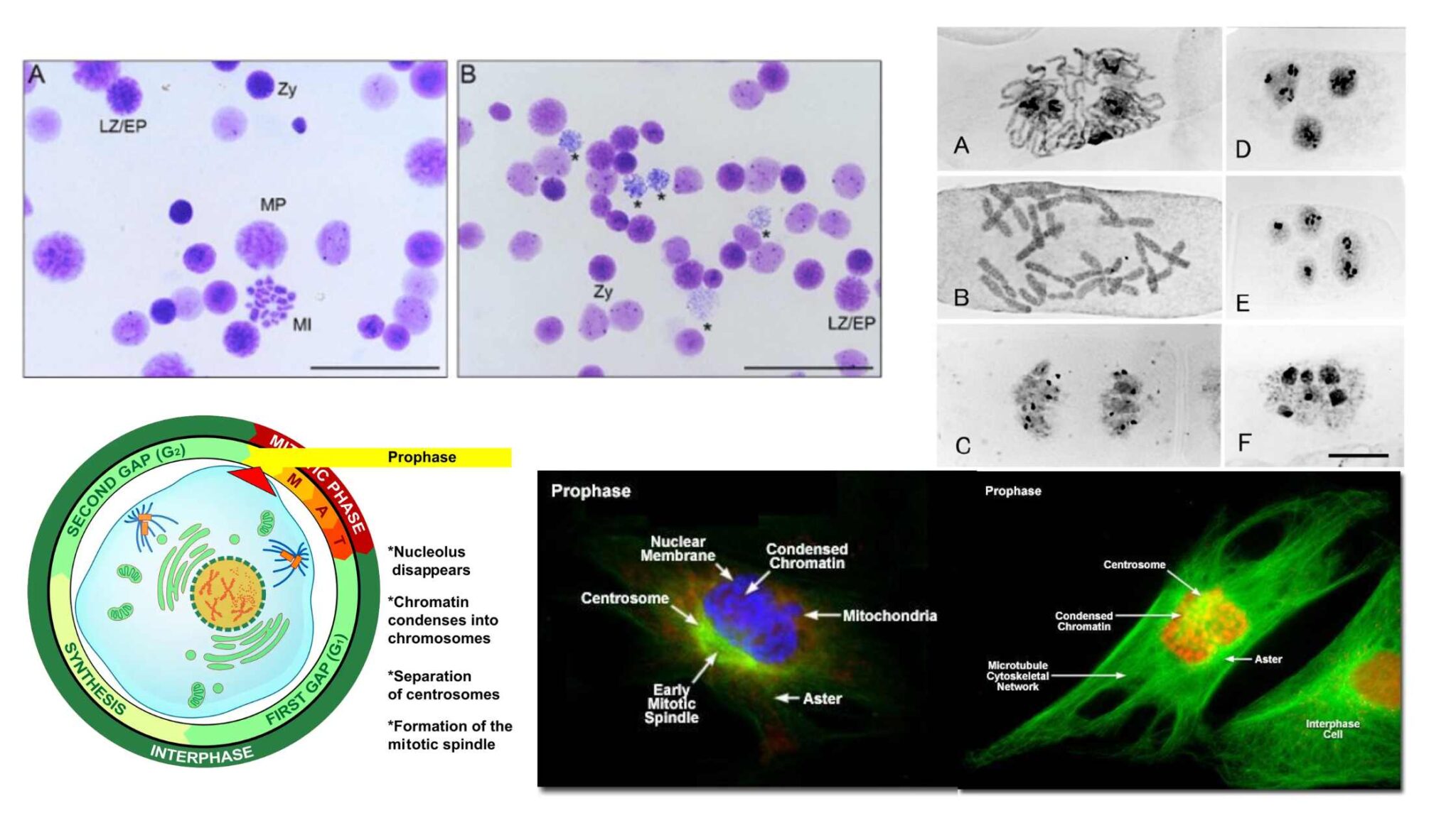 Cell Fusion - Definition, Types, Significance - Biology Notes Online