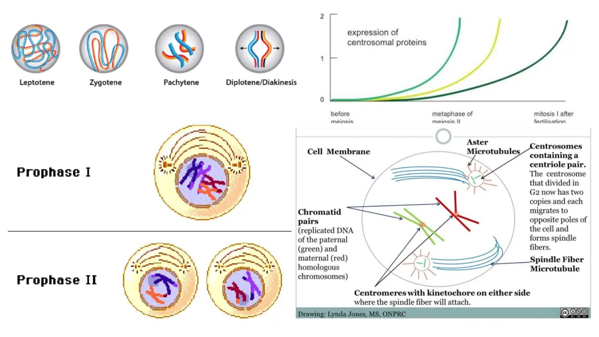 Cell - Structure, Characteristics, Types, Size and Shape, Functions ...
