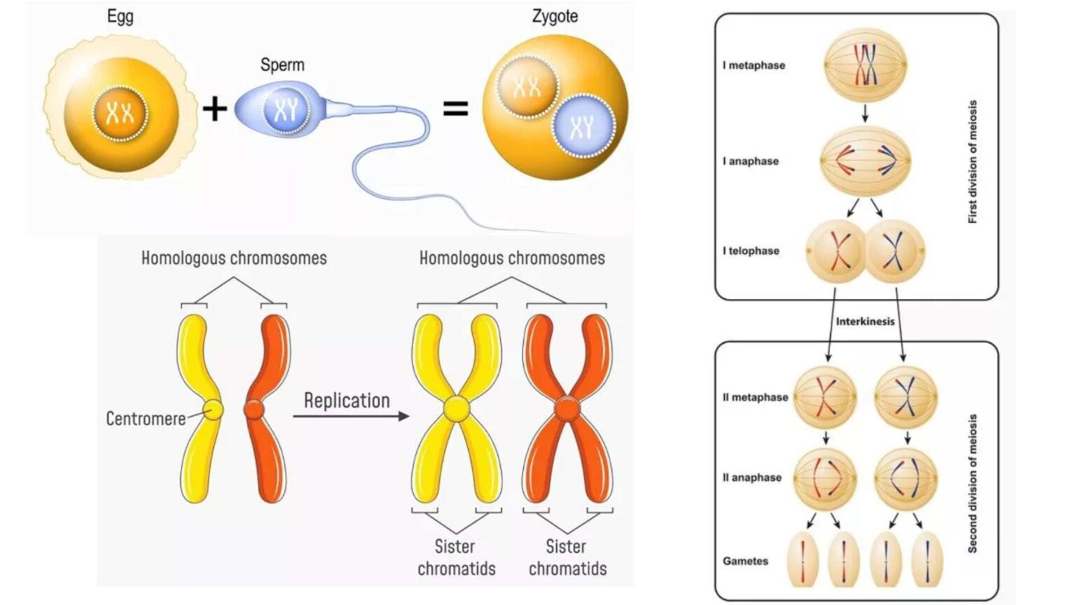 Egg Cell - Structure, Types, Functions - Biology Notes Online