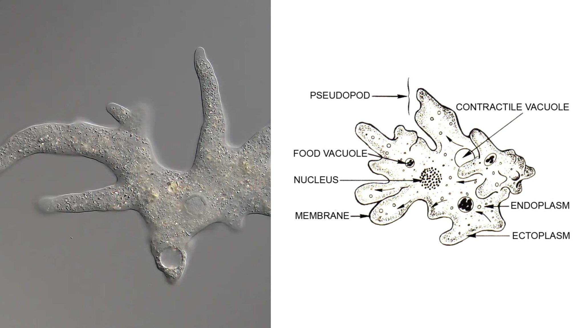 Endoplasmic Reticulum Er Structure Functions And Diagram Biology Notes Online