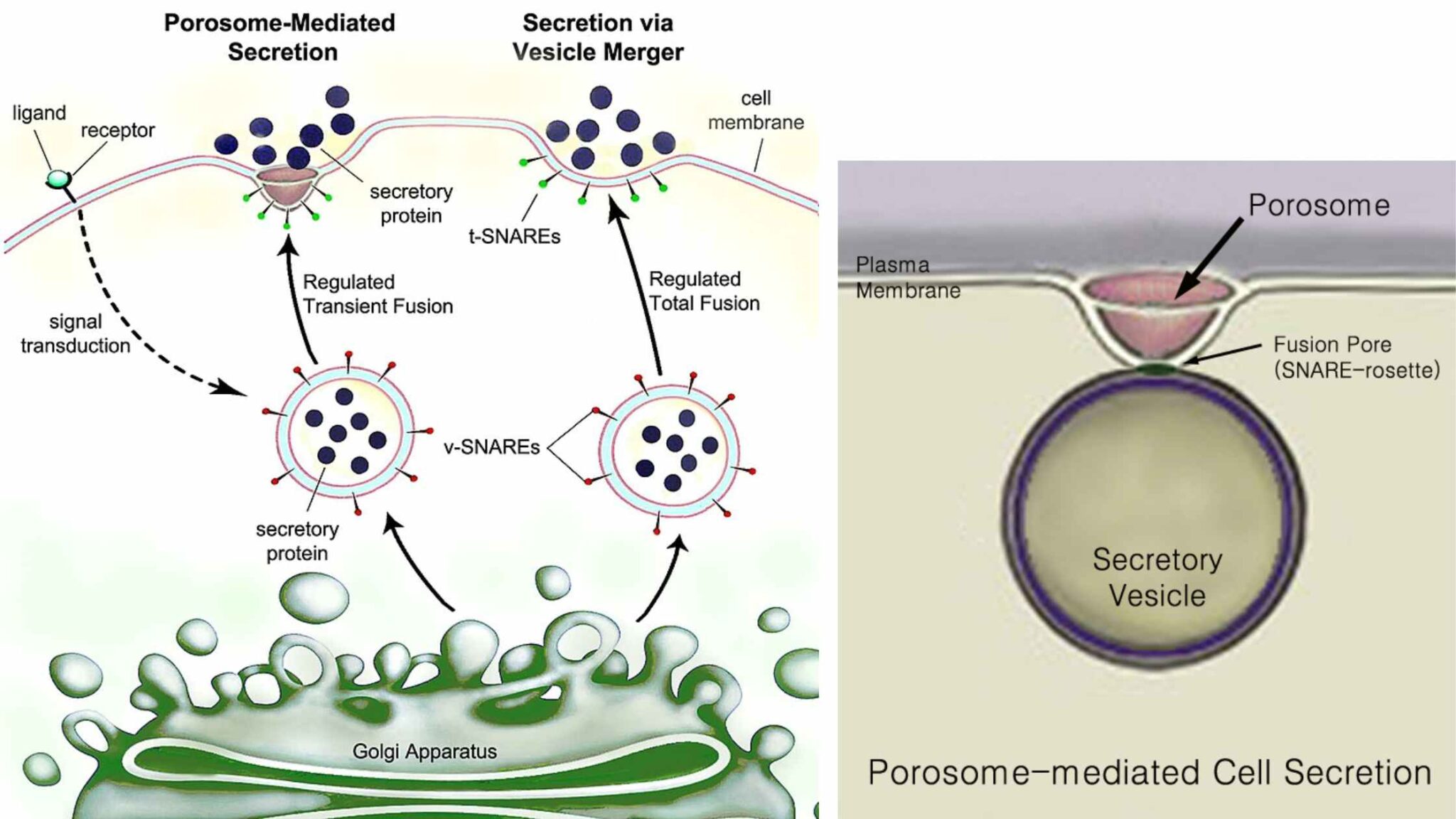 Cytokinesis - Definition and Process In animal and Plant Cells ...