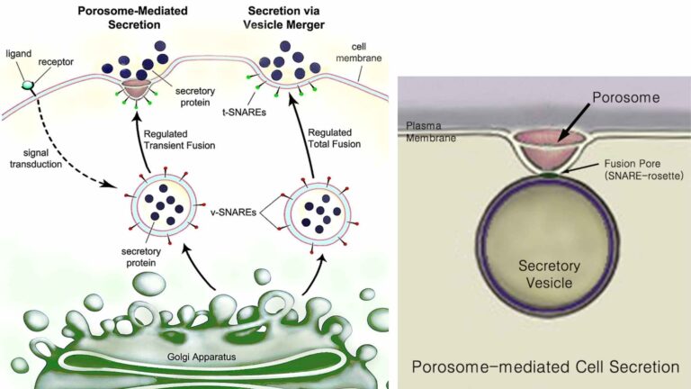 Cytokinesis - Definition and Process In animal and Plant Cells ...