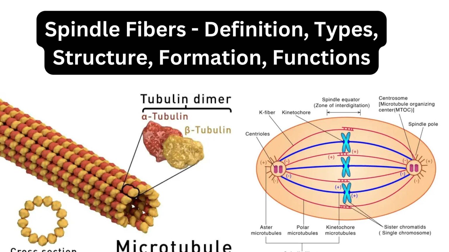 Intermediate Filaments - Definition, Structure, Function - Biology ...