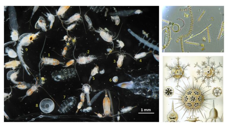 Protozoa - Biology Notes Online