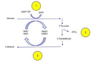 Satellitism Test - Principle, Procedure, Result, Applications - Biology ...