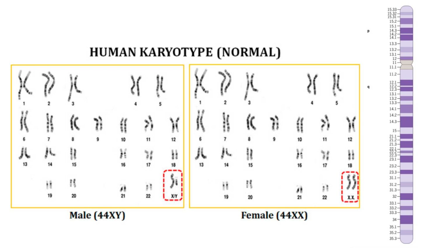 Genetic Engineering - Definition, Tools, Steps, Advantages, Applications, Examples - Biology ...