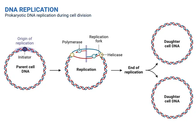Dna Replication Daughter Cells Chart