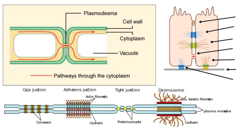 Sandwich (Davson–Danielli) model of cell membrane - Biology Notes Online