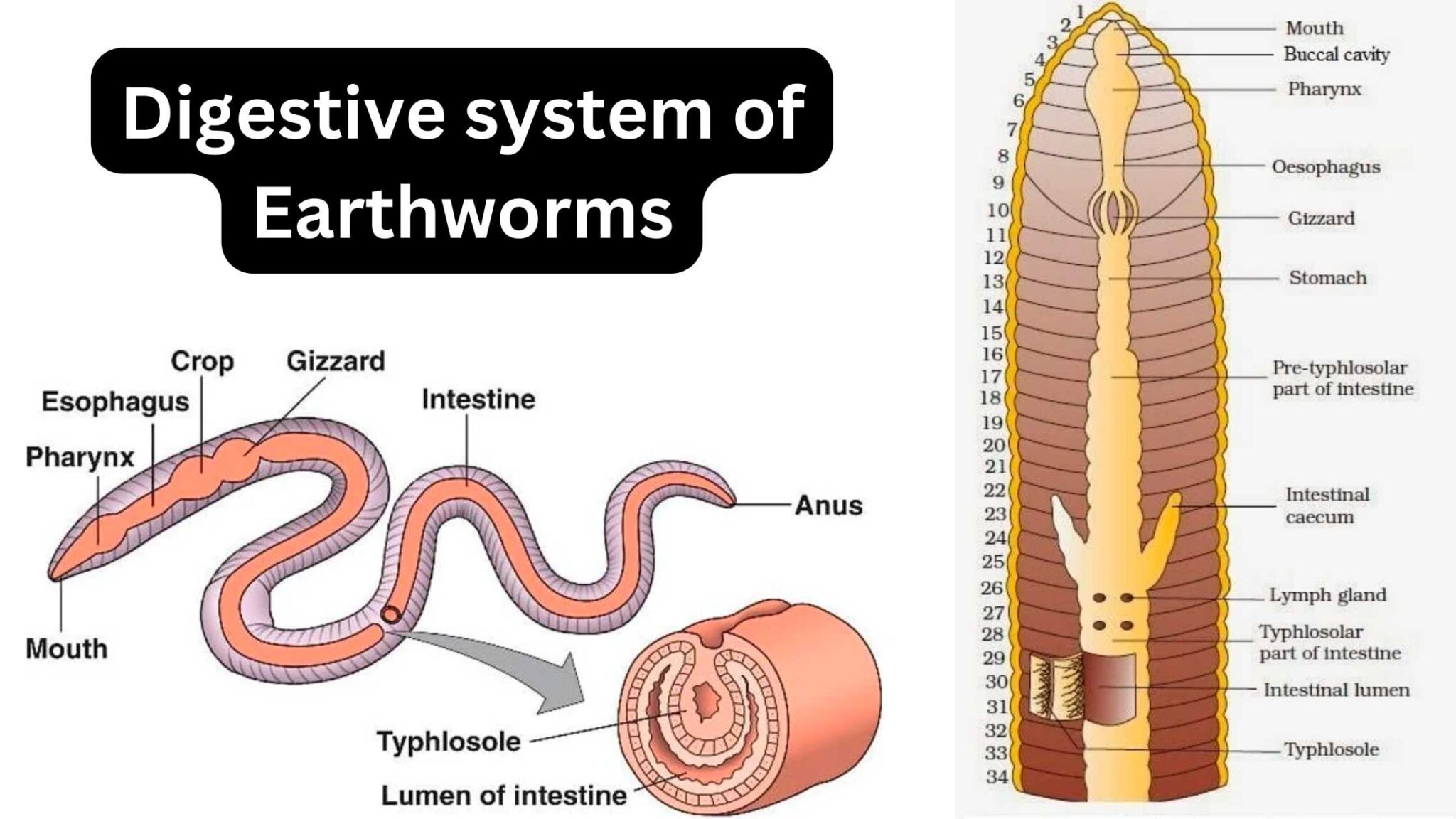 Excretory System Of Earthworm - Biology Notes Online