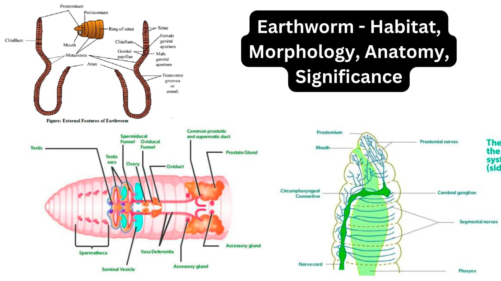 Excretory System of Earthworm - Biology Notes Online