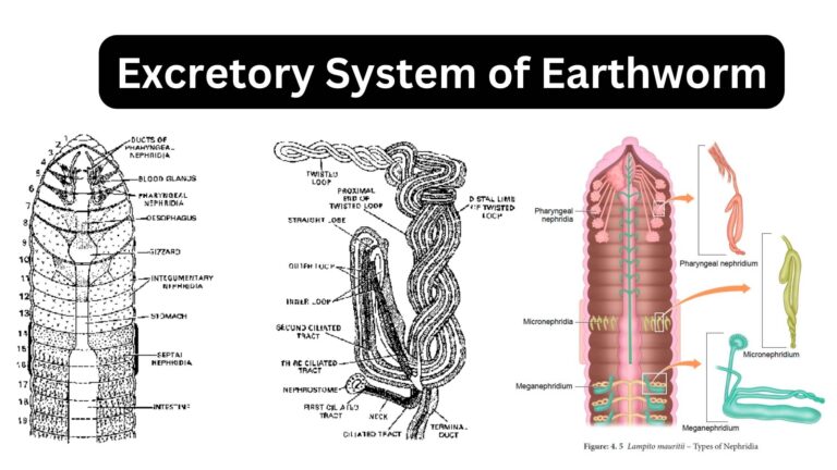 Reproductive System of Earthworm - Biology Notes Online