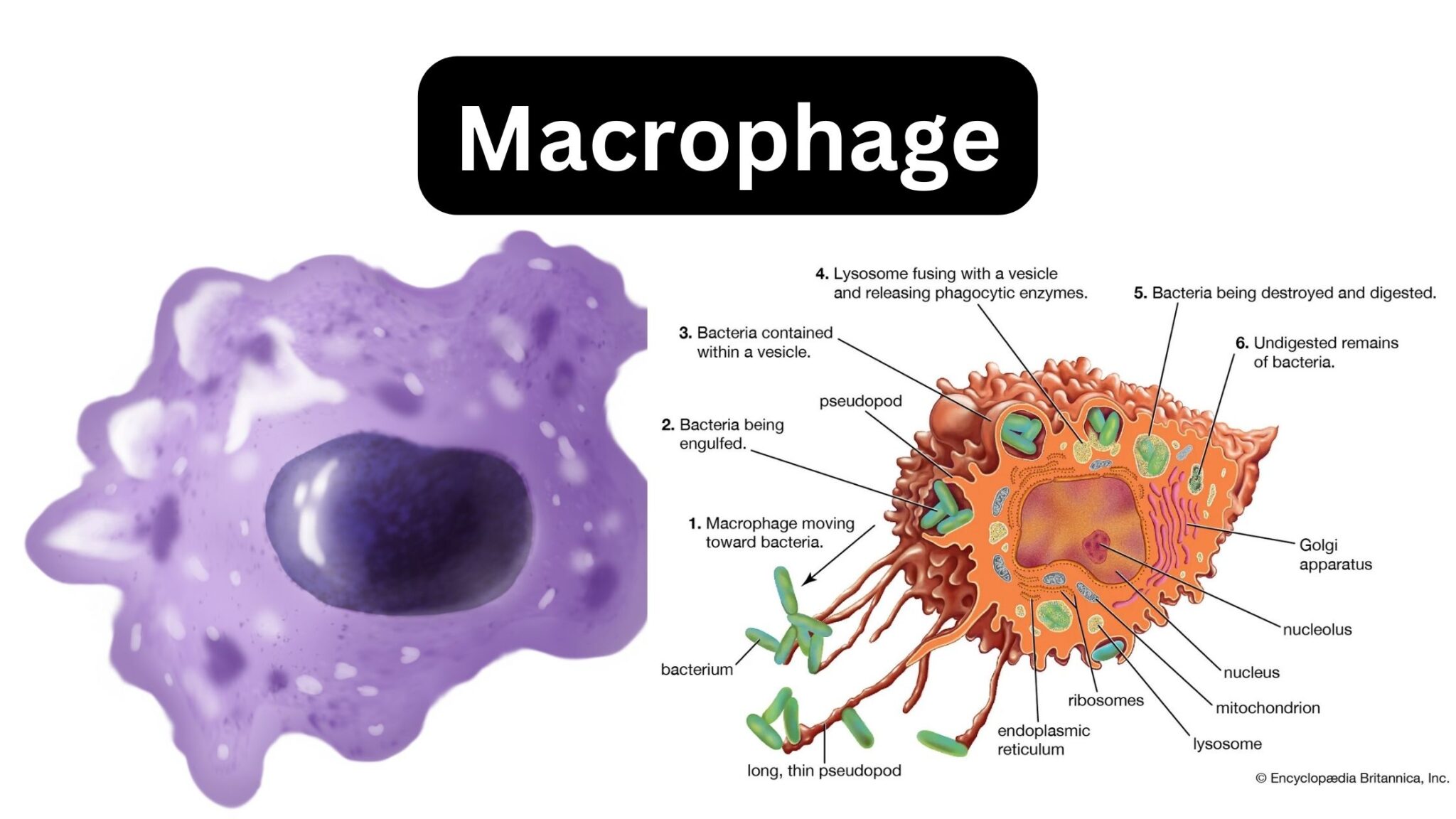 Opsonization - Definition, Mechanism, Types, Examples - Biology Notes ...