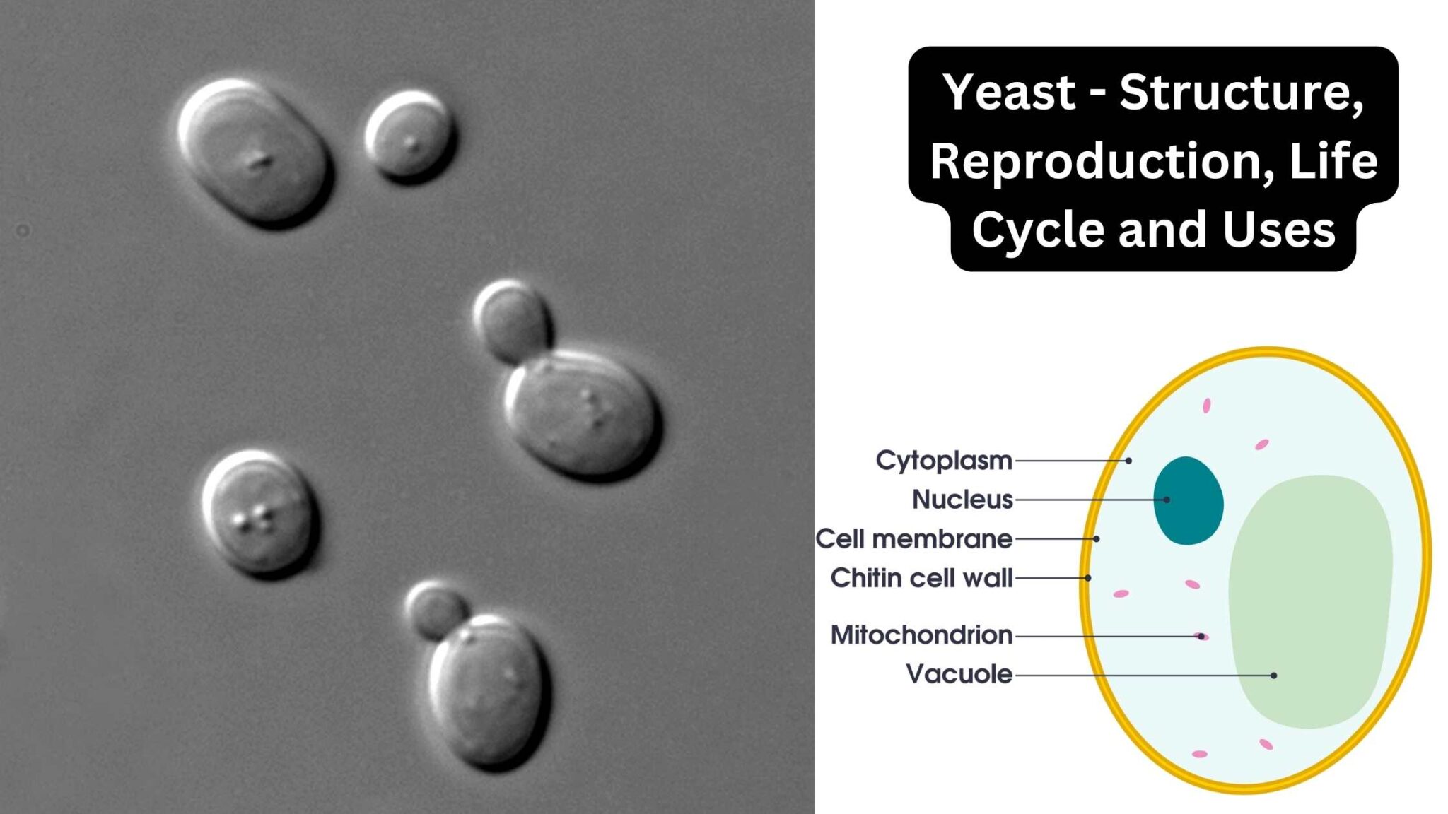 Rhizopus sporangia - Overview - Biology Notes Online