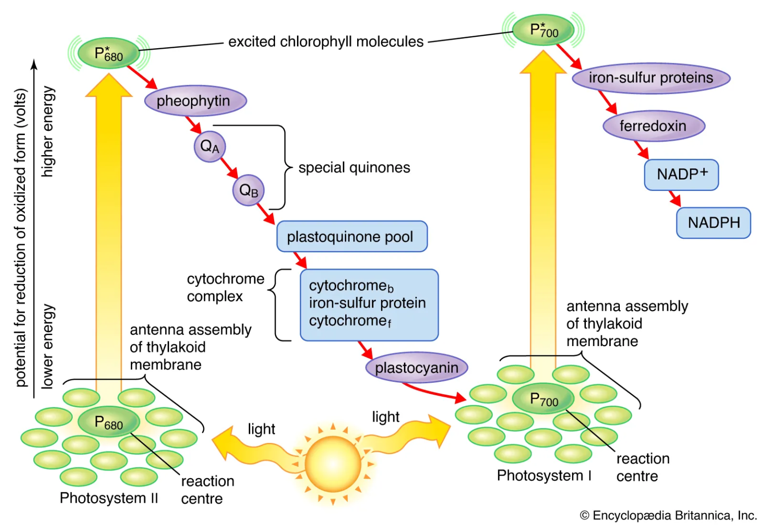 Difference between Photosystem 1 (PS1) and Photosystem 2 (PS2 ...