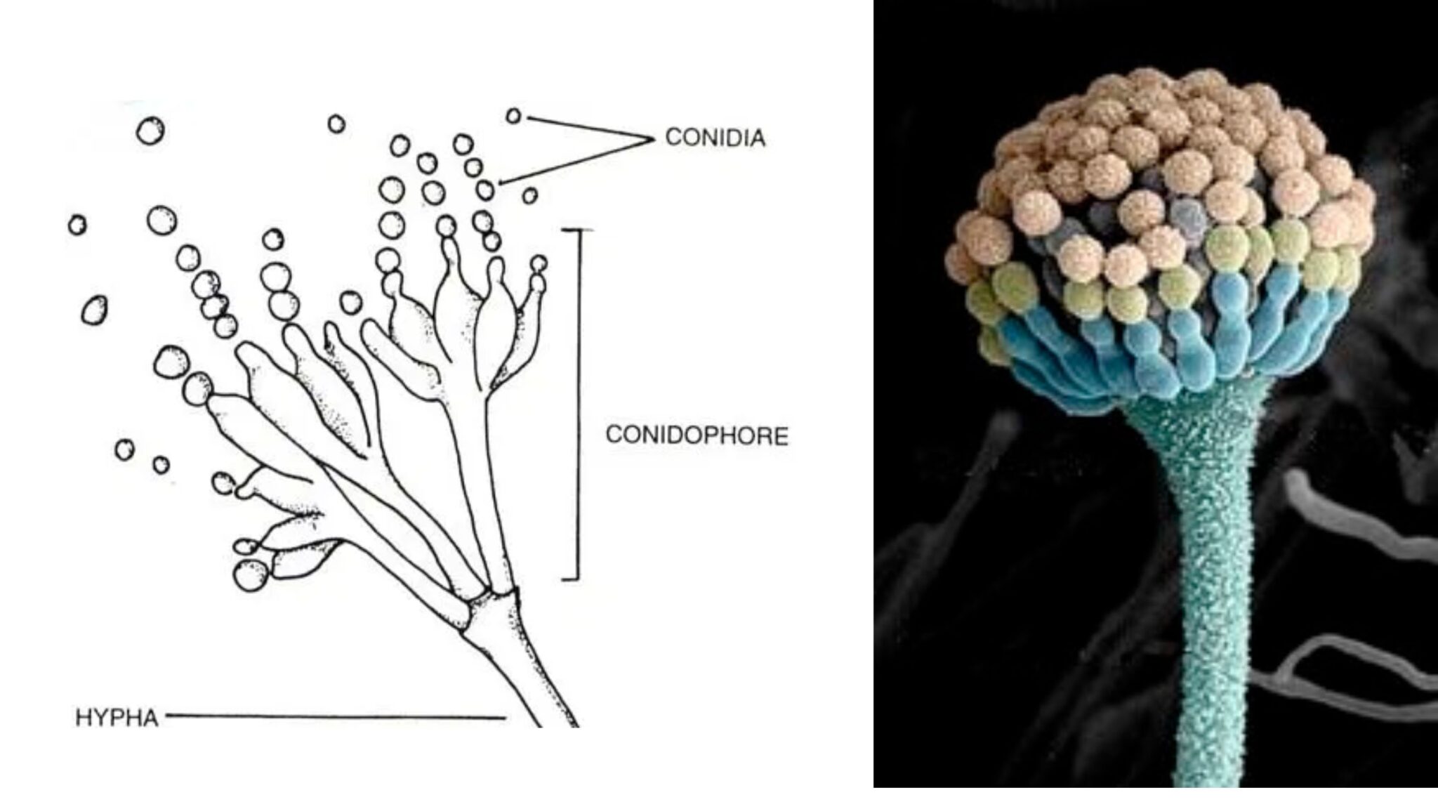 Chytridiomycota Overview - Biology Notes Online