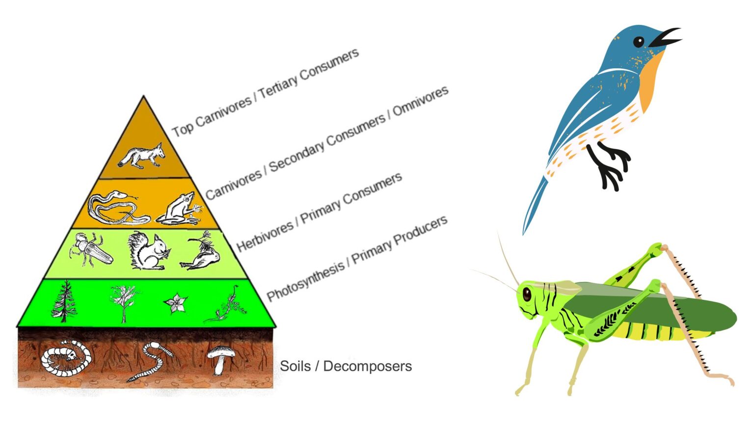Consumers - Definition, Types, Examples - Biology Notes Online