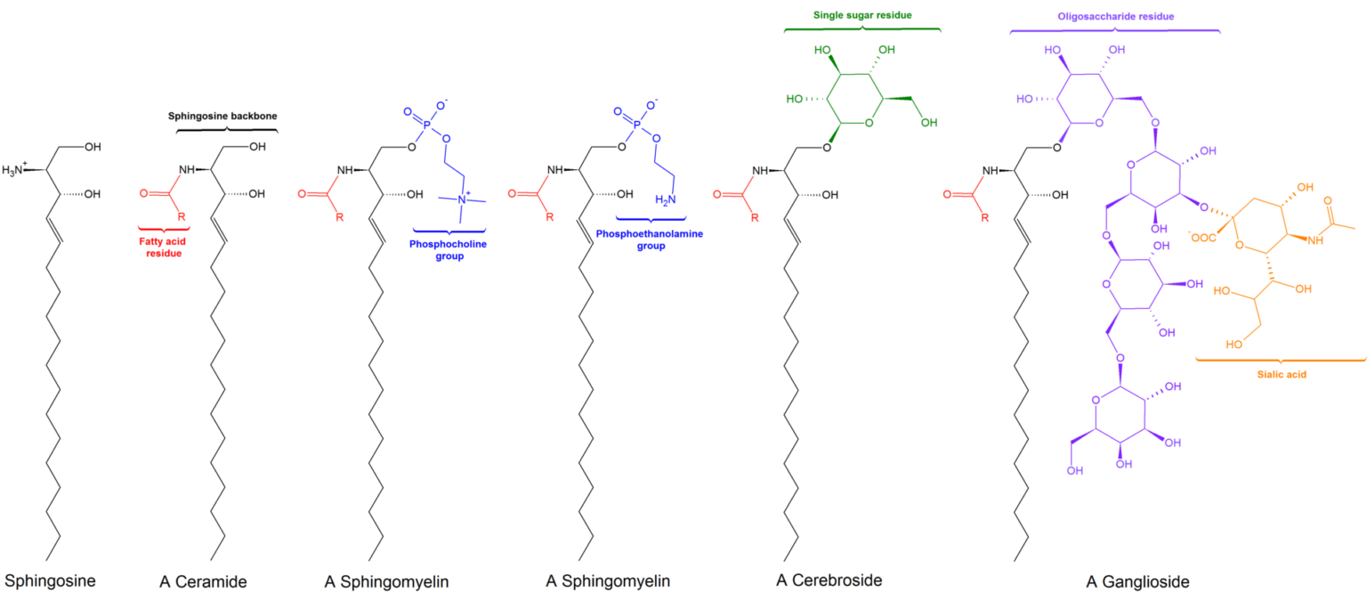 Classification of Lipid - Biology Notes Online Classification of Lipid - Biology Notes Online