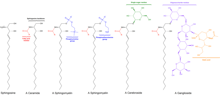 Classification of Lipid - Biology Notes Online Classification of Lipid - Biology Notes Online