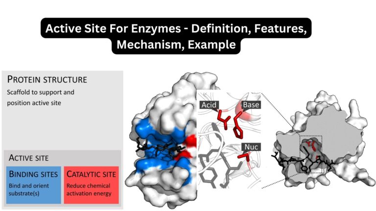 Factors That Affects Enzyme Activity - Biology Notes Online