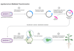 Agrobacterium-Mediated Gene Transfer - Protocol, Applications ...