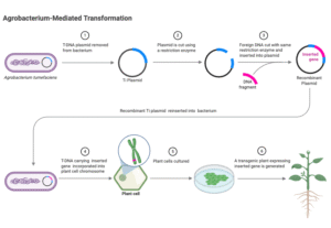 Agrobacterium-Mediated Gene Transfer - Protocol, Applications ...