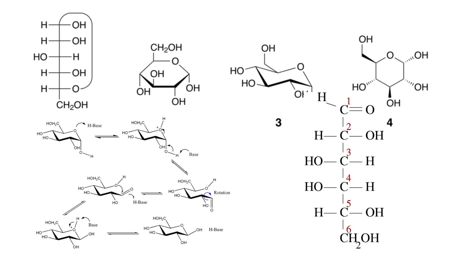 Triosephosphate Isomerase - Definition, Structure, Mechanism, Functions ...