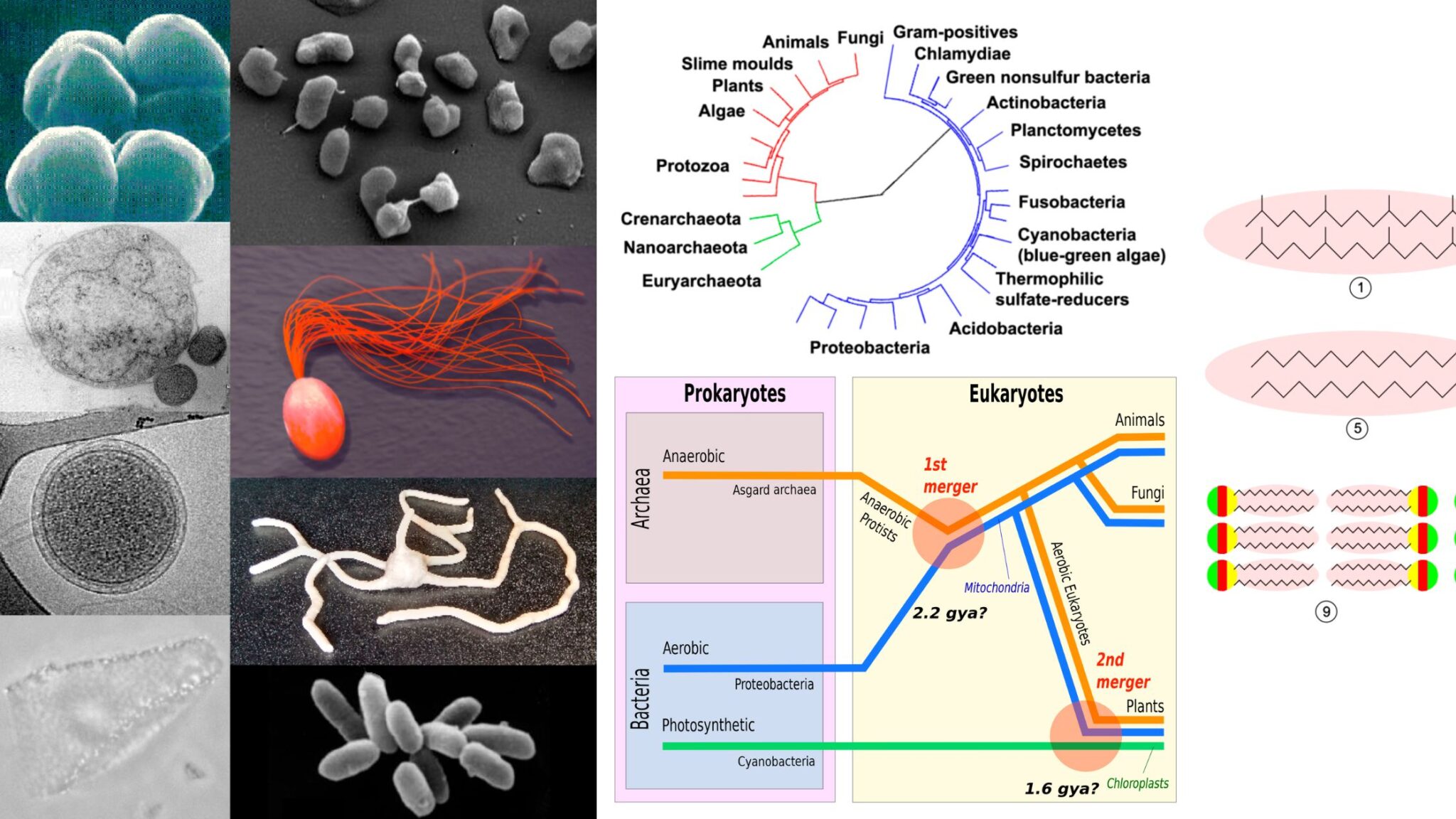 Branches of Microbiology - Biology Notes Online