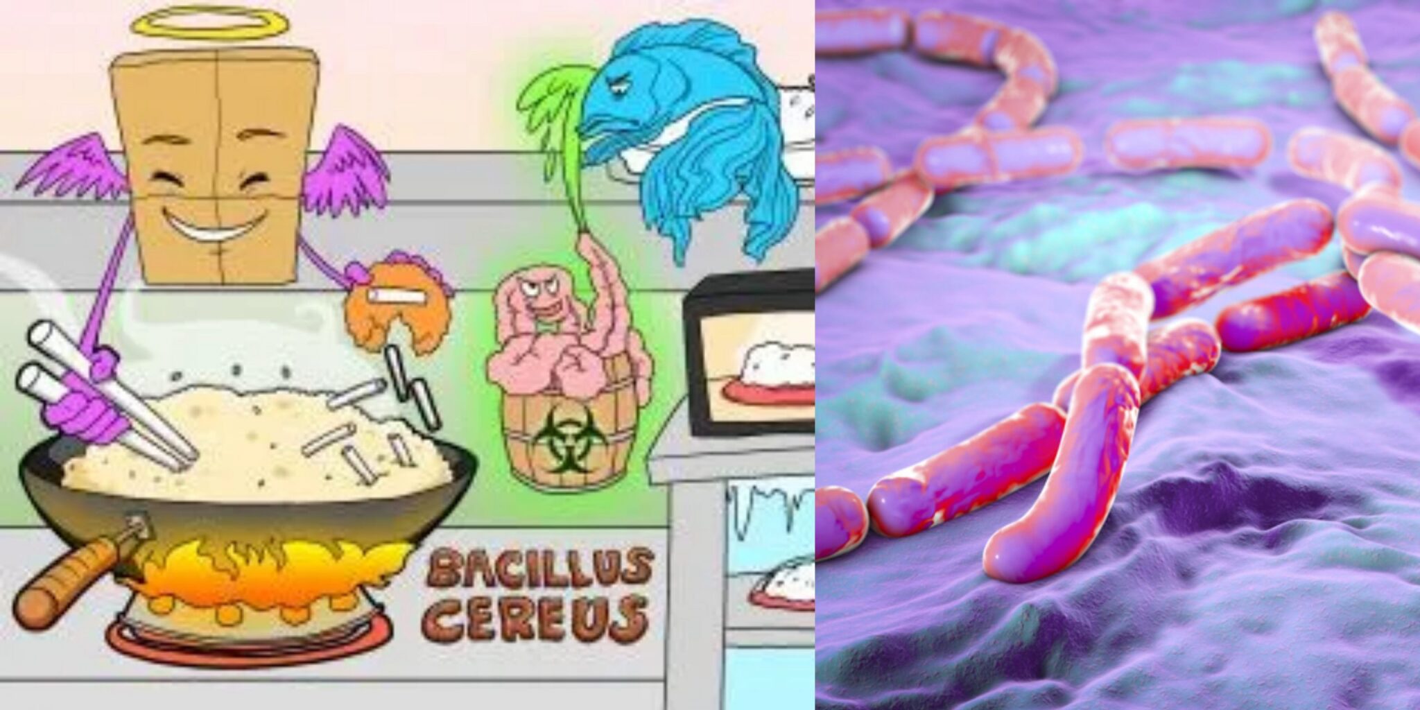 Bacillus cereus - Habitat, Morphology, Pathogenicity, Virulence Factors ...