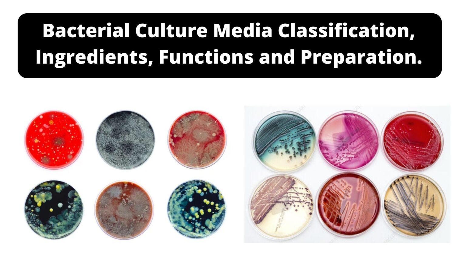 Cultivation of bacteria - Biology Notes Online