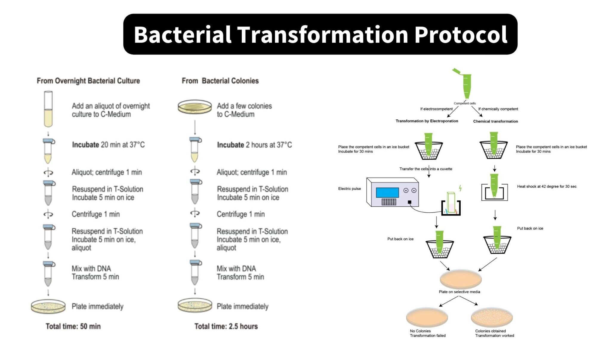 Bacterial Growth and Different Environmental Factors Affect Bacterial ...