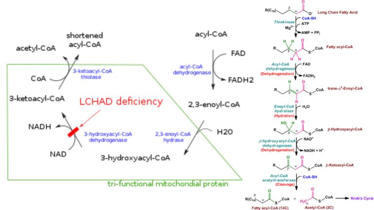 Fatty Acid - Definition, Structure, Types, Functions - Biology Notes Online