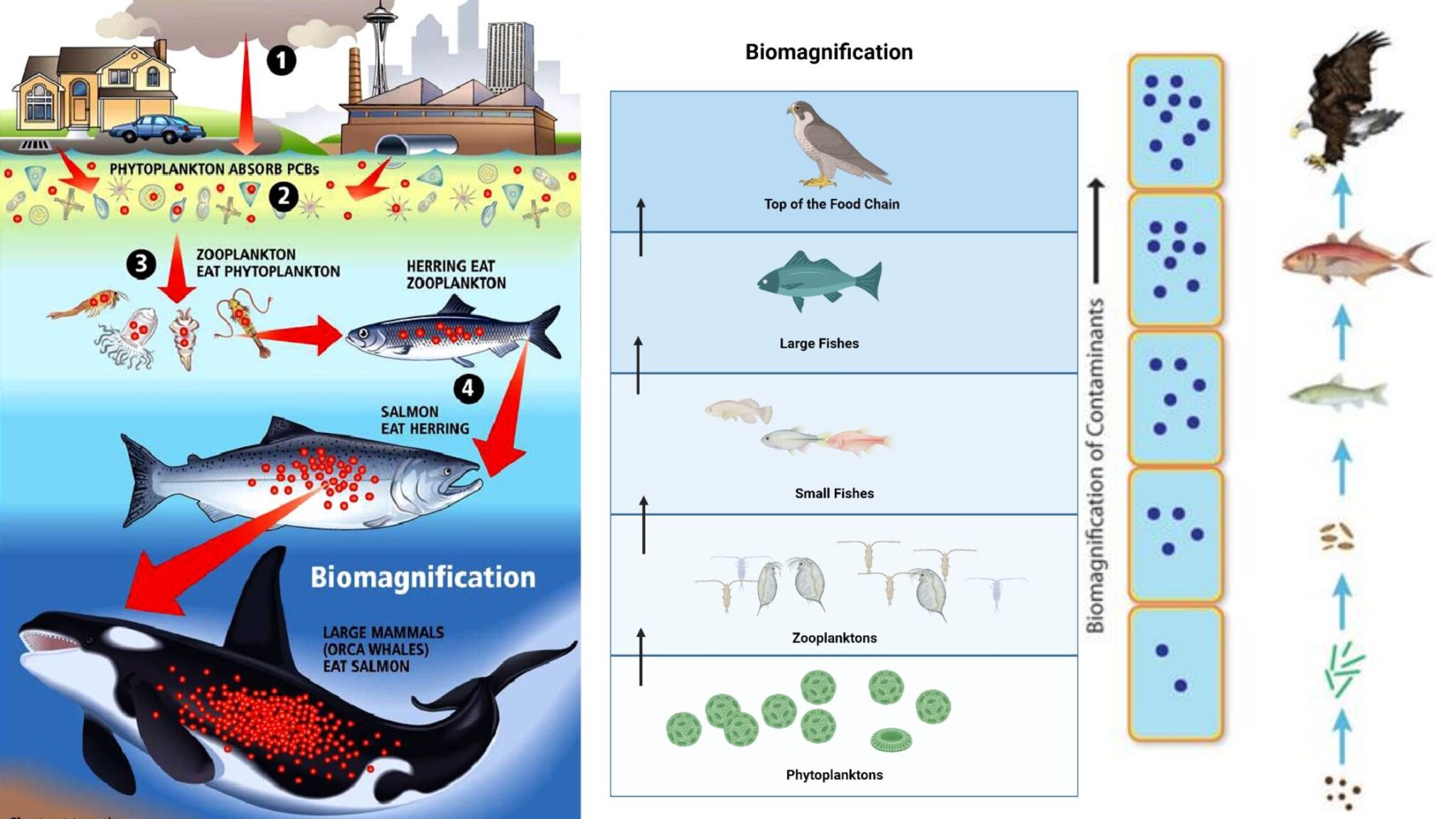 Community Characteristics - Dominance, Diversity, Species richness ...