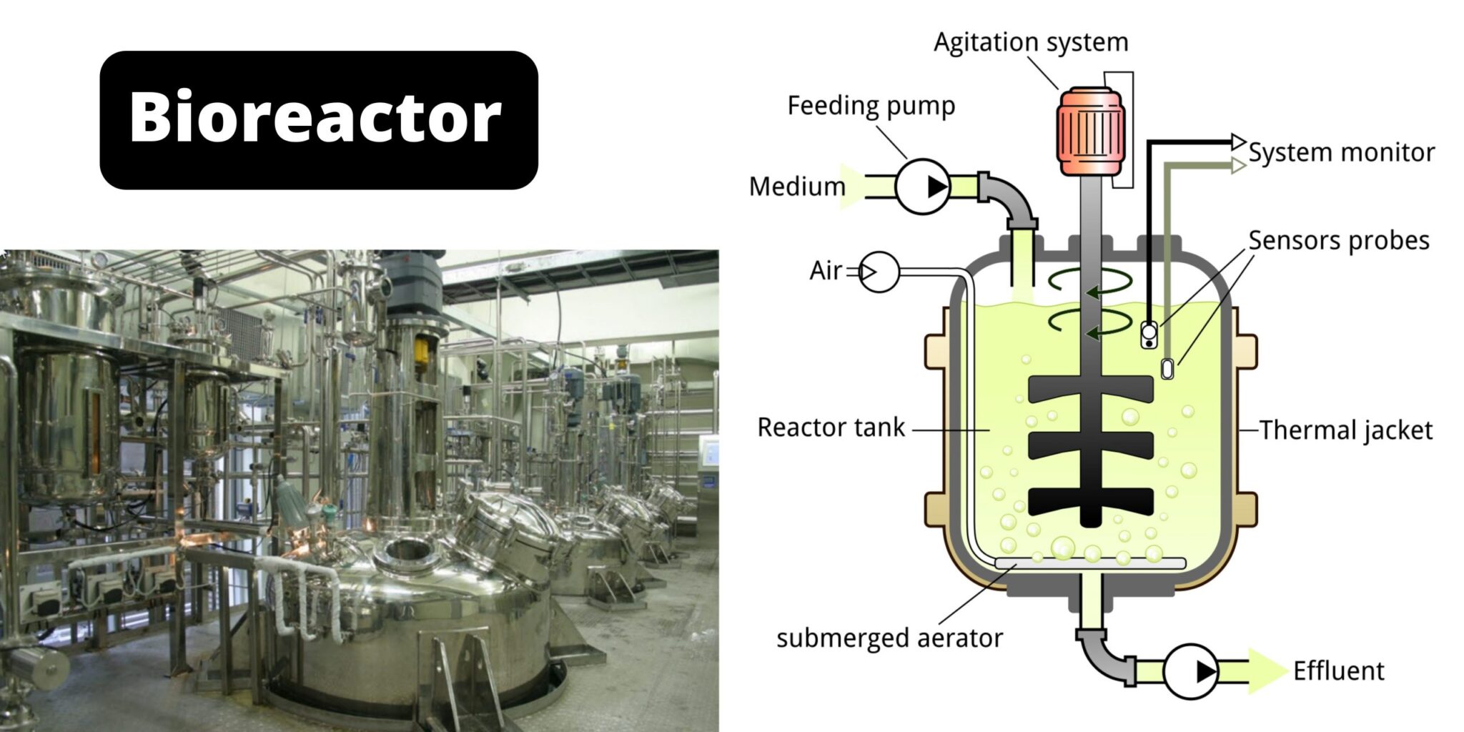 Single Use Bioreactor - Principle, Parts, Types, Uses - Biology Notes ...