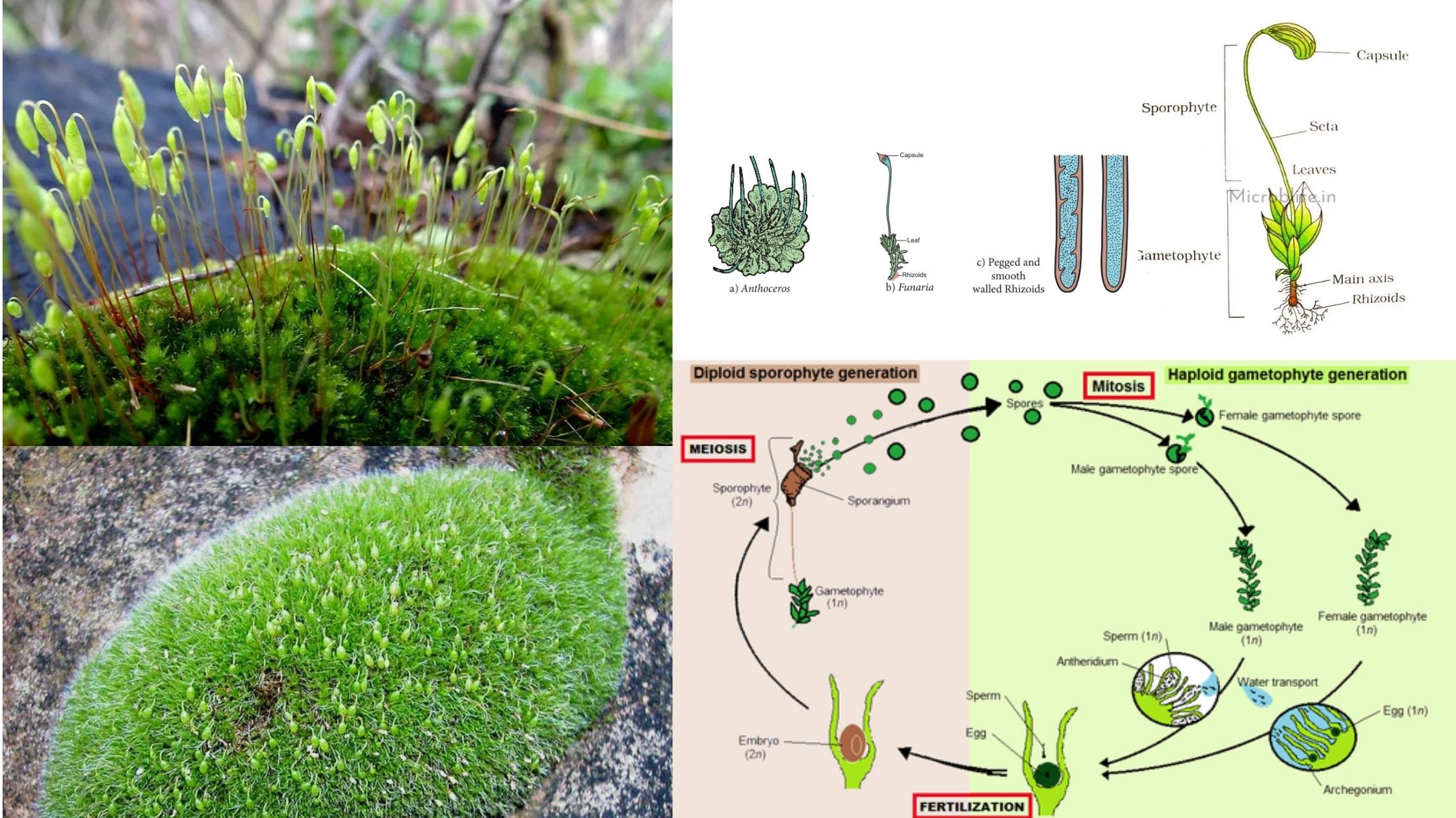 Bryophyta Plants Bryophytes | Introduction To Bryophytes