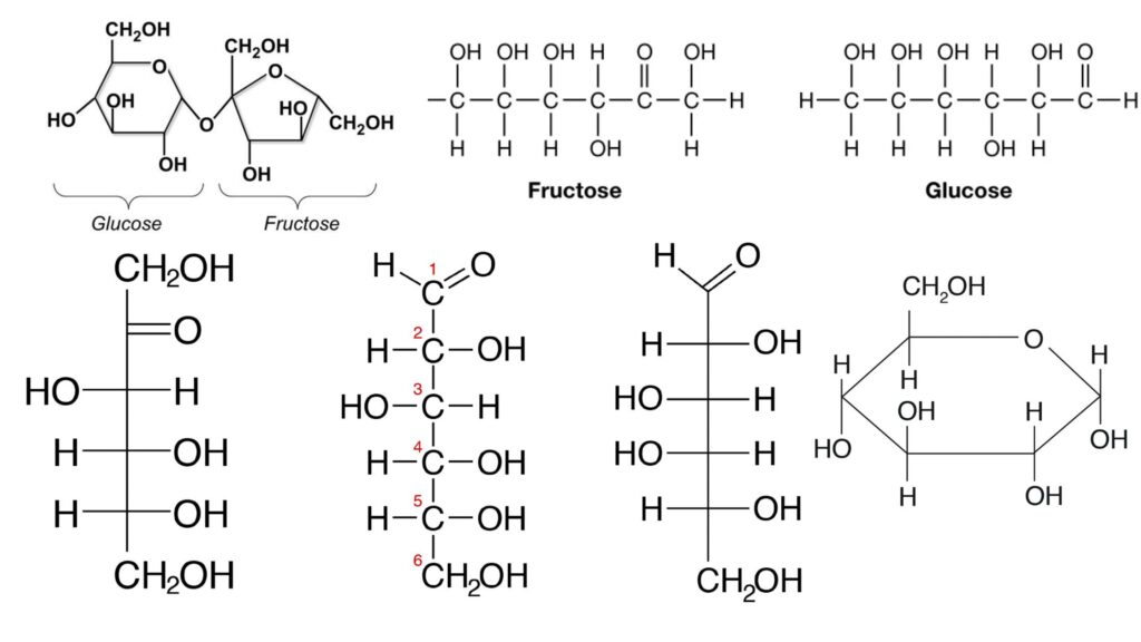 Macromolecules Examples Of The Four Types Of Biological