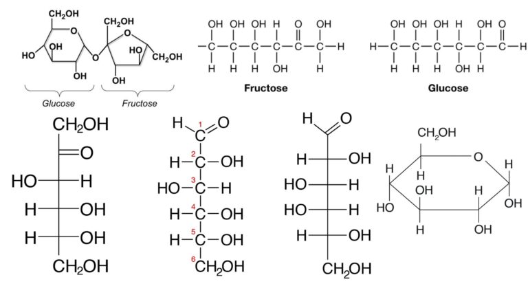 Biological Macromolecules - Types, Structure, Functions, Examples ...