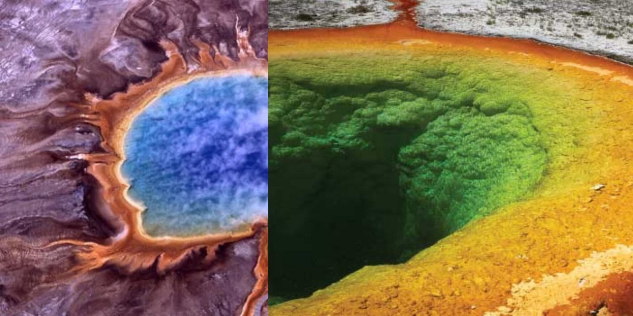 Fimbriae and Pili - Definition, Structure, Types, Functions ...