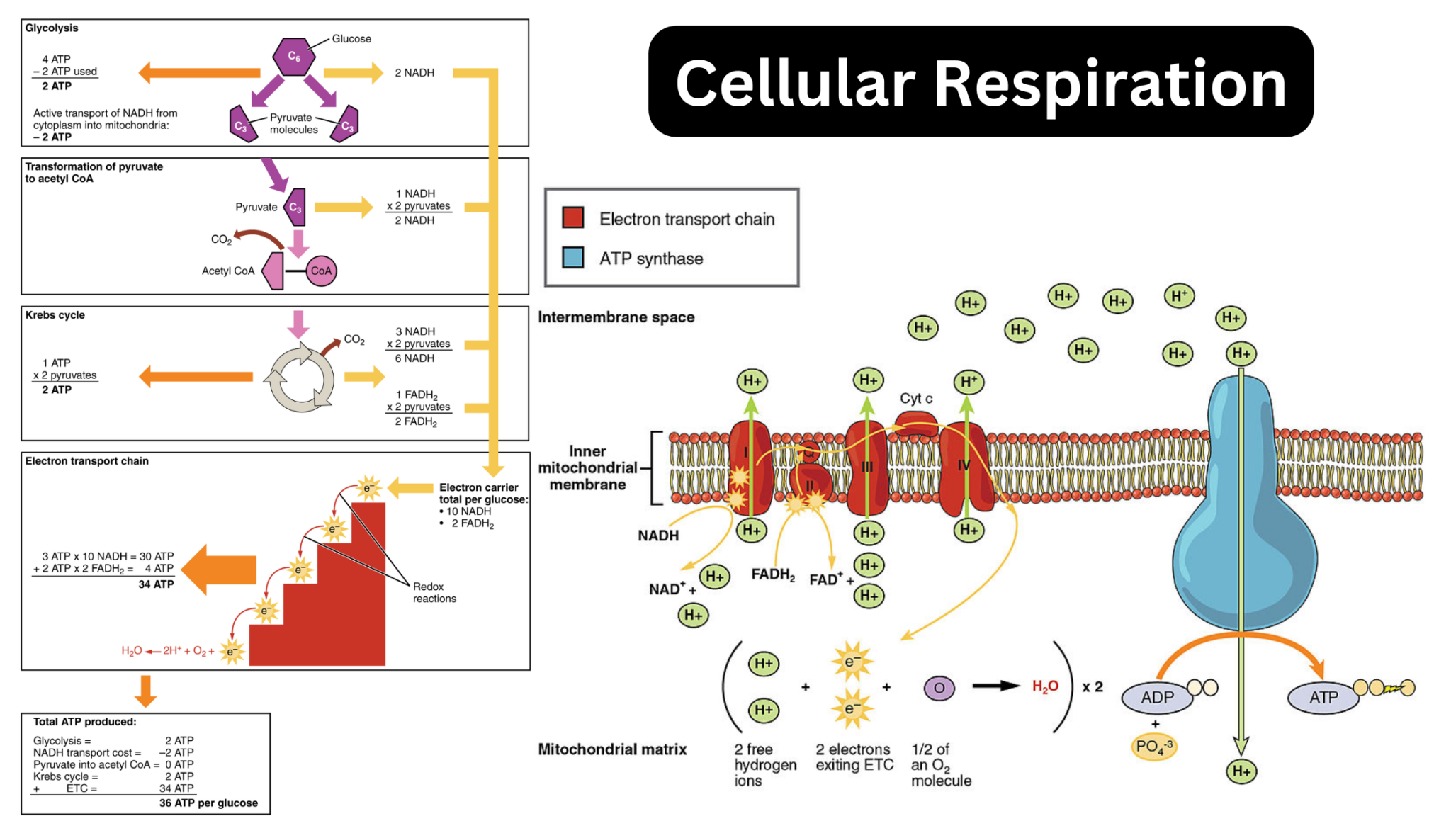 Electron Transport Chain - Diagram, Definition, Steps, Products ...