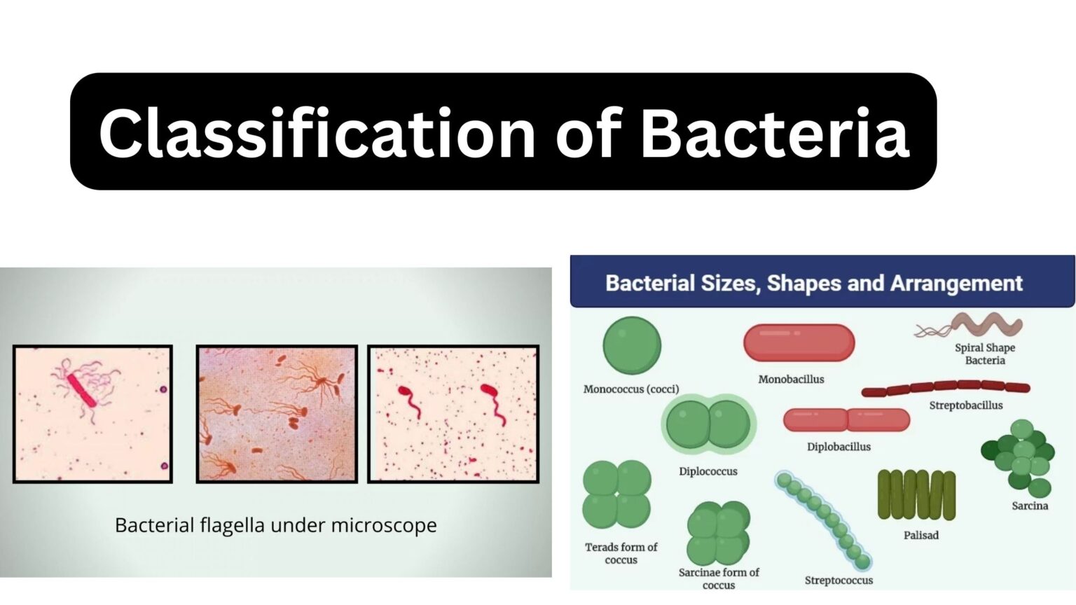 Bacterial Growth and Different Environmental Factors Affect Bacterial ...