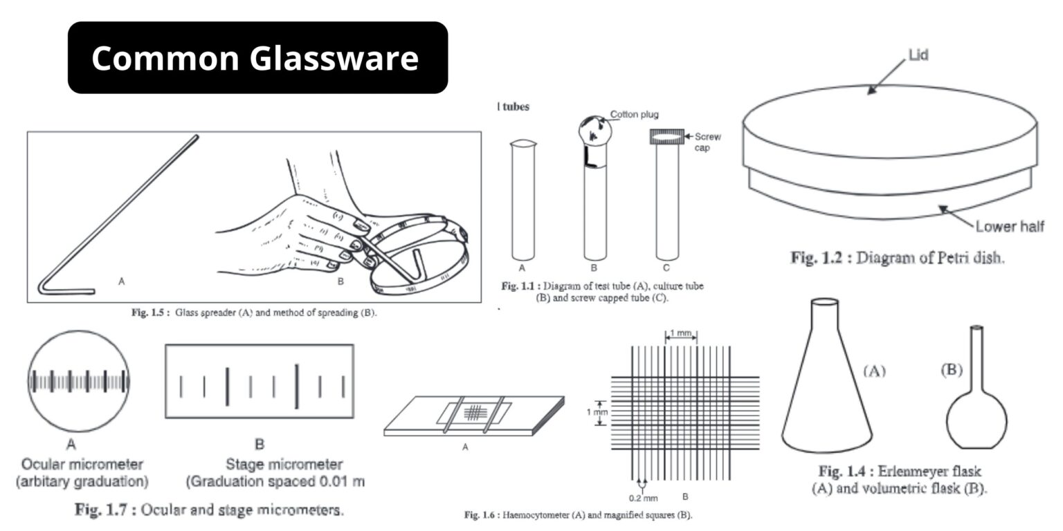 Bright Field Microscope - Definition, Parts, Working Principle ...
