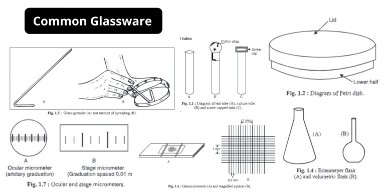 Tissue Homogenizer - Definition, Parts, Types, Procedure - Biology ...