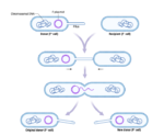 Bacterial Conjugation - Definition, Steps, Importance Examples ...