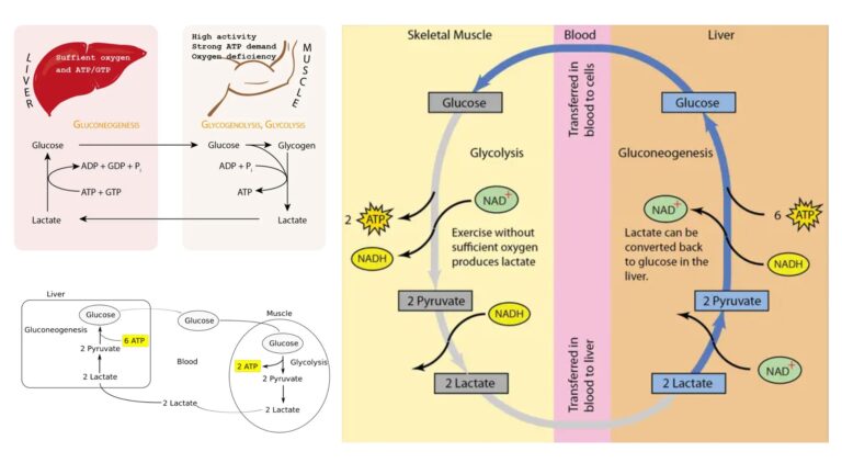 cGMP Pathway – Definition, Steps, Functions, Regulation - Biology Notes ...