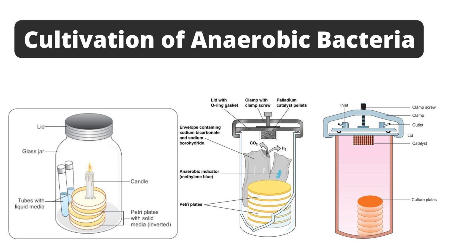 Bacterial Transformation Protocol Biology Notes Online