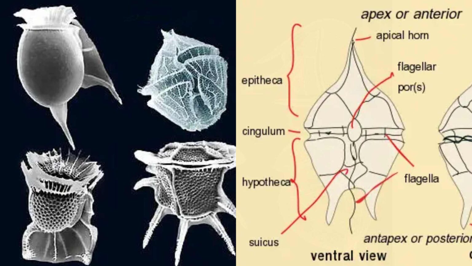 Kingdom Protista - Characteristics, Classification, Reproduction, Life ...