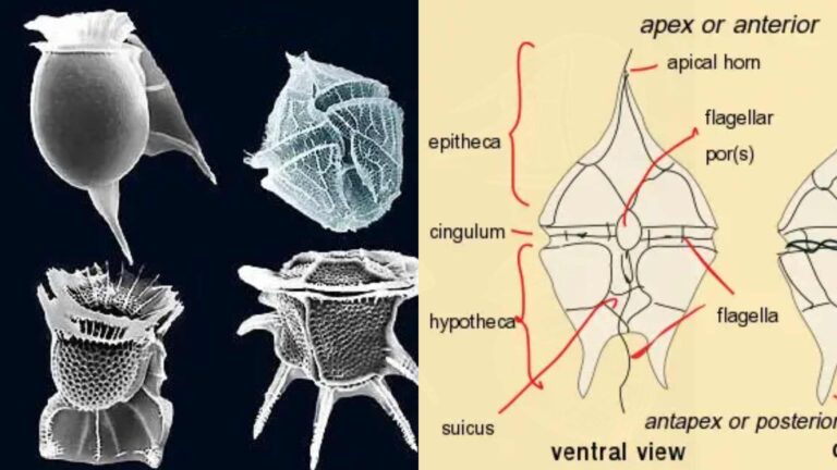 Kingdom Protista - Characteristics, Classification, Reproduction, Life ...