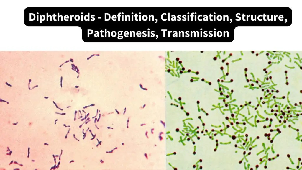 Diphtheroids Definition Classification Structure Pathogenesis