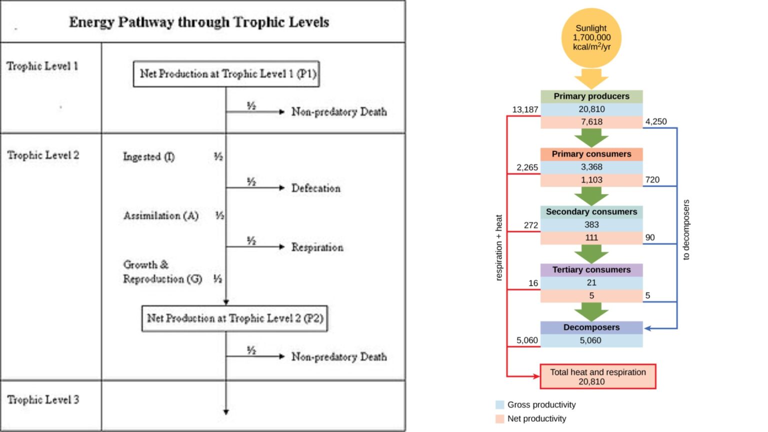 Population - Definition, Characteristics, Growth, Regulation, Types ...