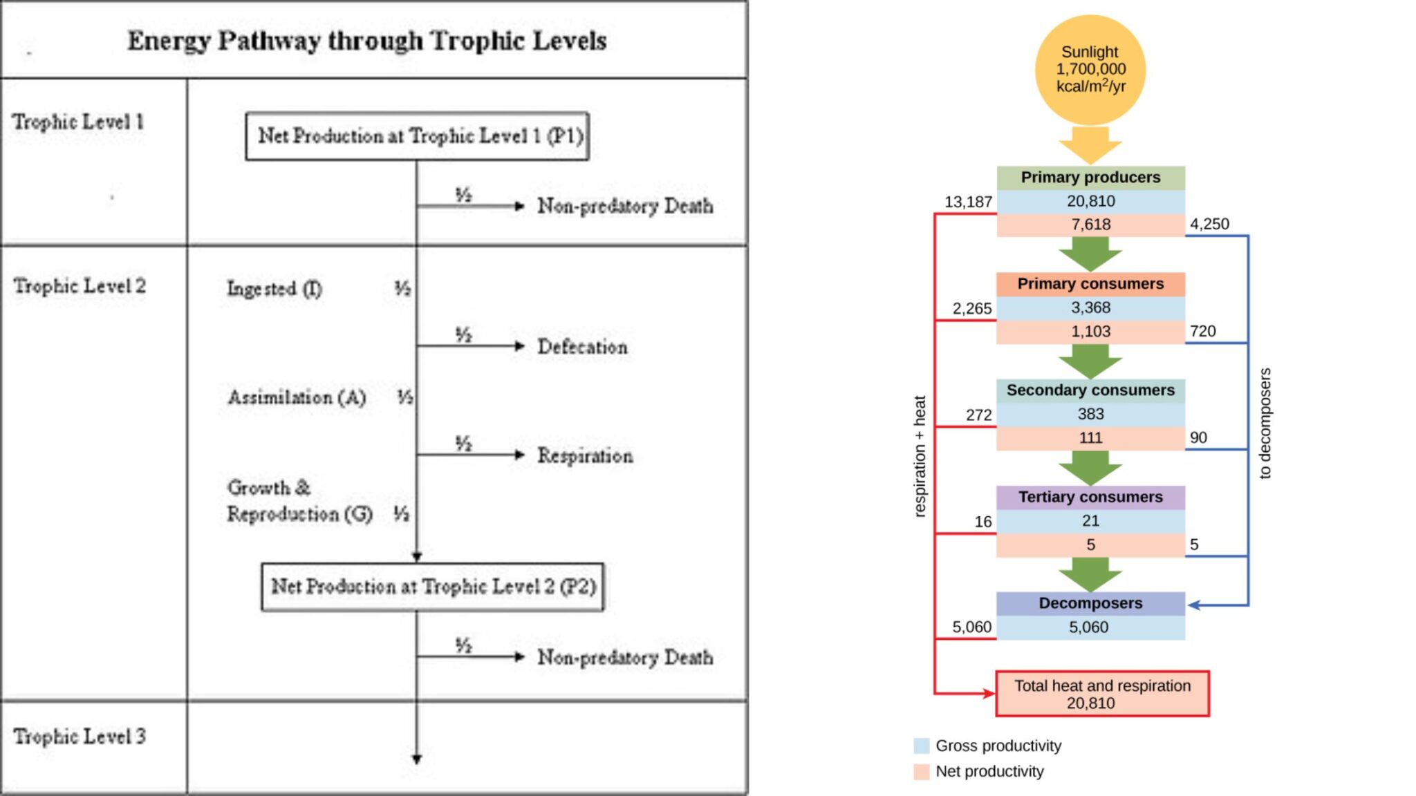 Ecological Succession - Definition, Types, Mechanism, Examples ...
